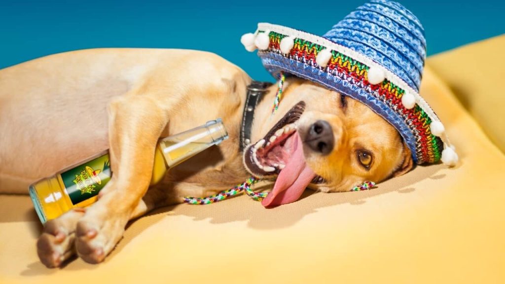 Mexican Slang Words: The Ultimate Guide to Not Embarrass Yourself in Mexico