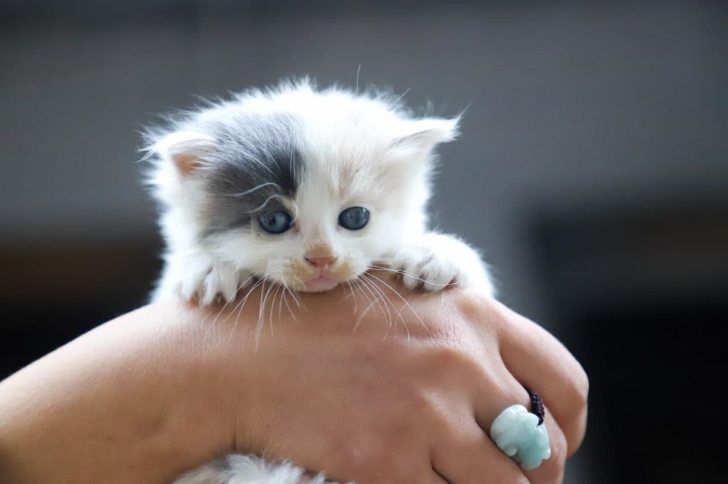 The Cutest Spanish Cat Names for Your Little Mininos