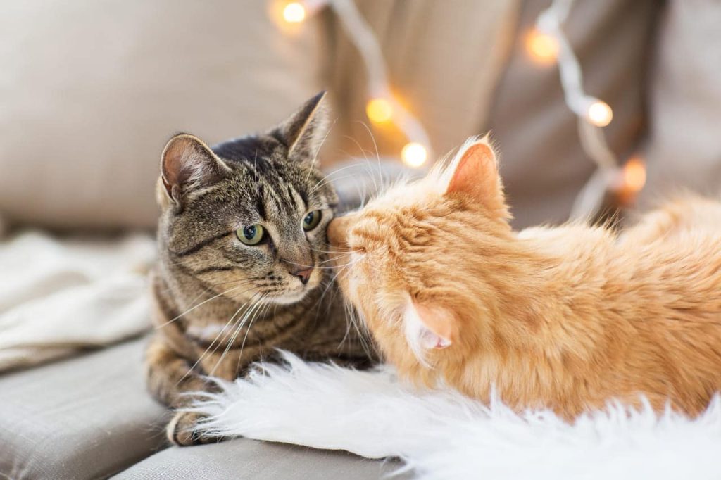 Top Spanish Cat Names: Purr-fect Picks for Your Feline Friend